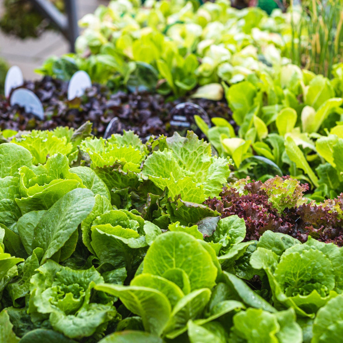 Een moestuin aanleggen - waarom je er absoluut een moet starten – Plukkers.com