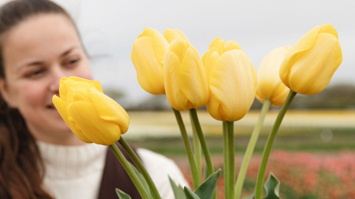 Tulpenbollen kopen? Creëer je kleurrijke lentetuin – Plukkers.com