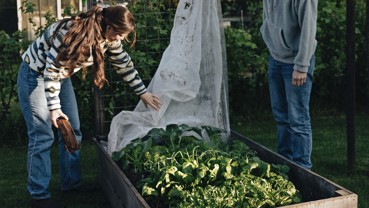 Voeding en bescherming – Plukkers.com