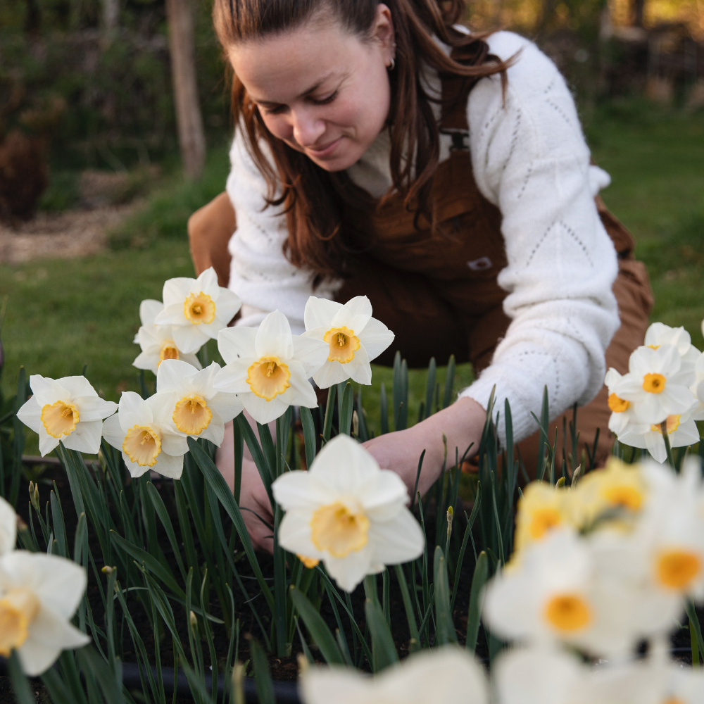 Narcisse 'Salomé' BIO – Plukkers.com