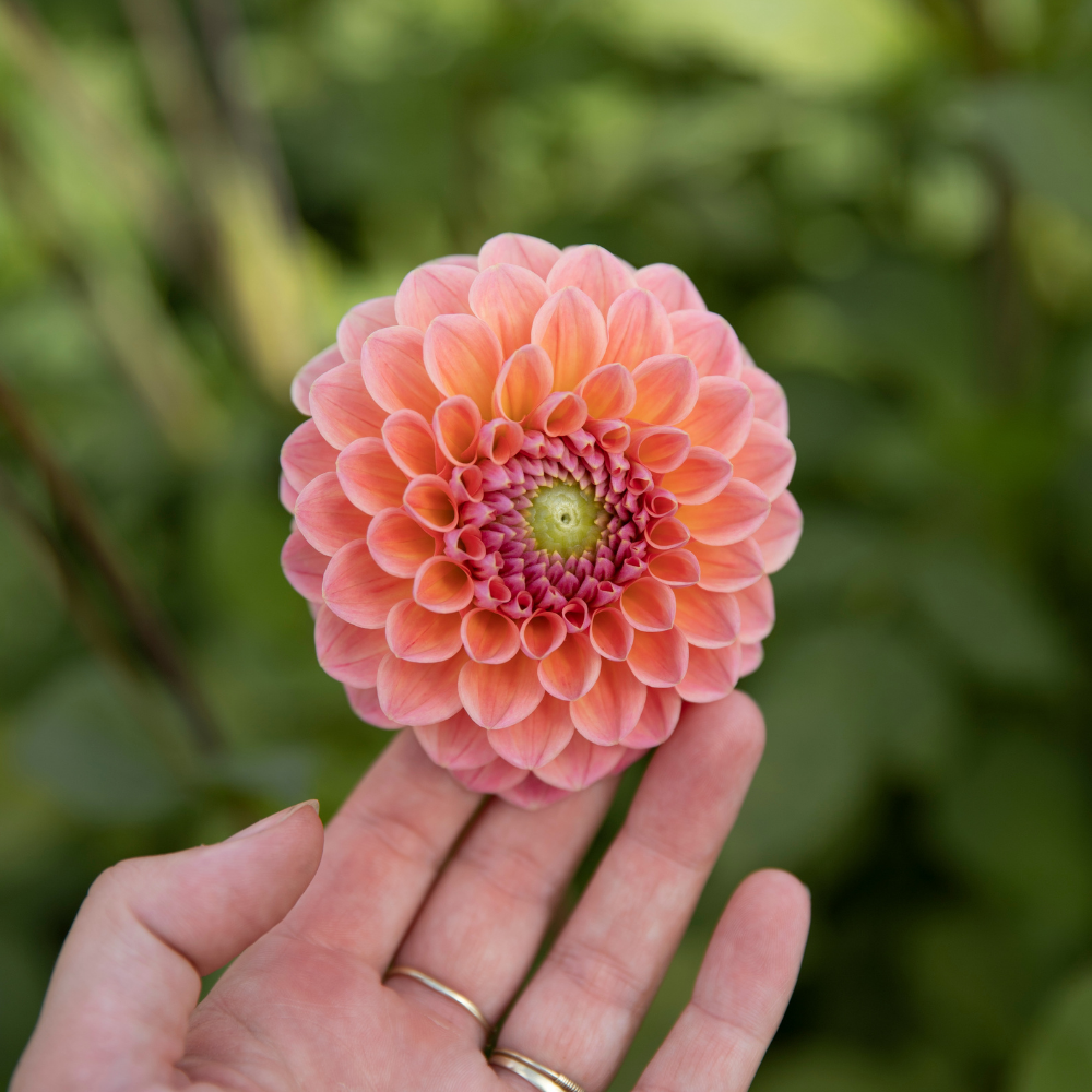 Dahlia 'Nathalie G' – Plukkers.com
