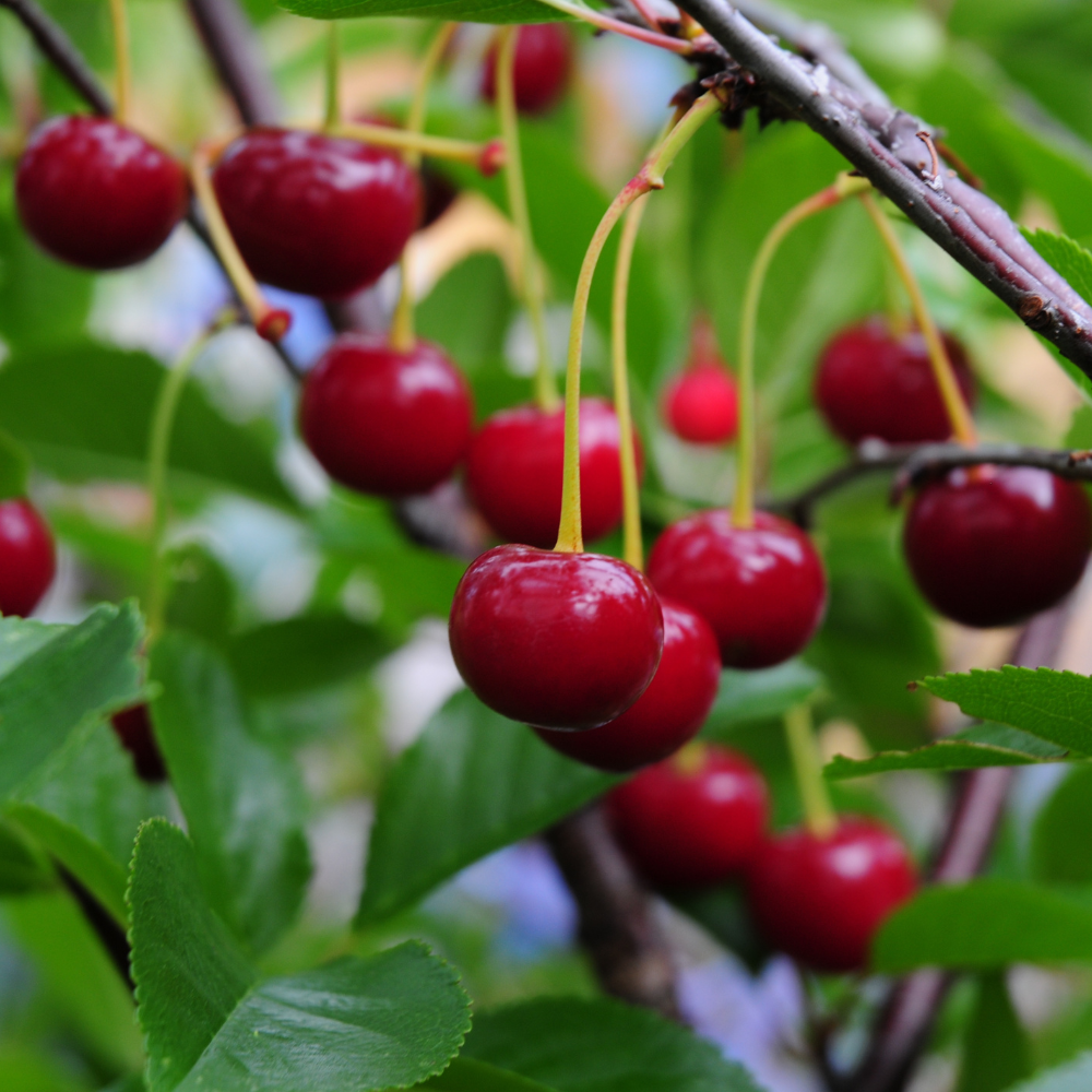 Low-stemmed cherry tree 'Sunburst' BIO – Plukkers.com