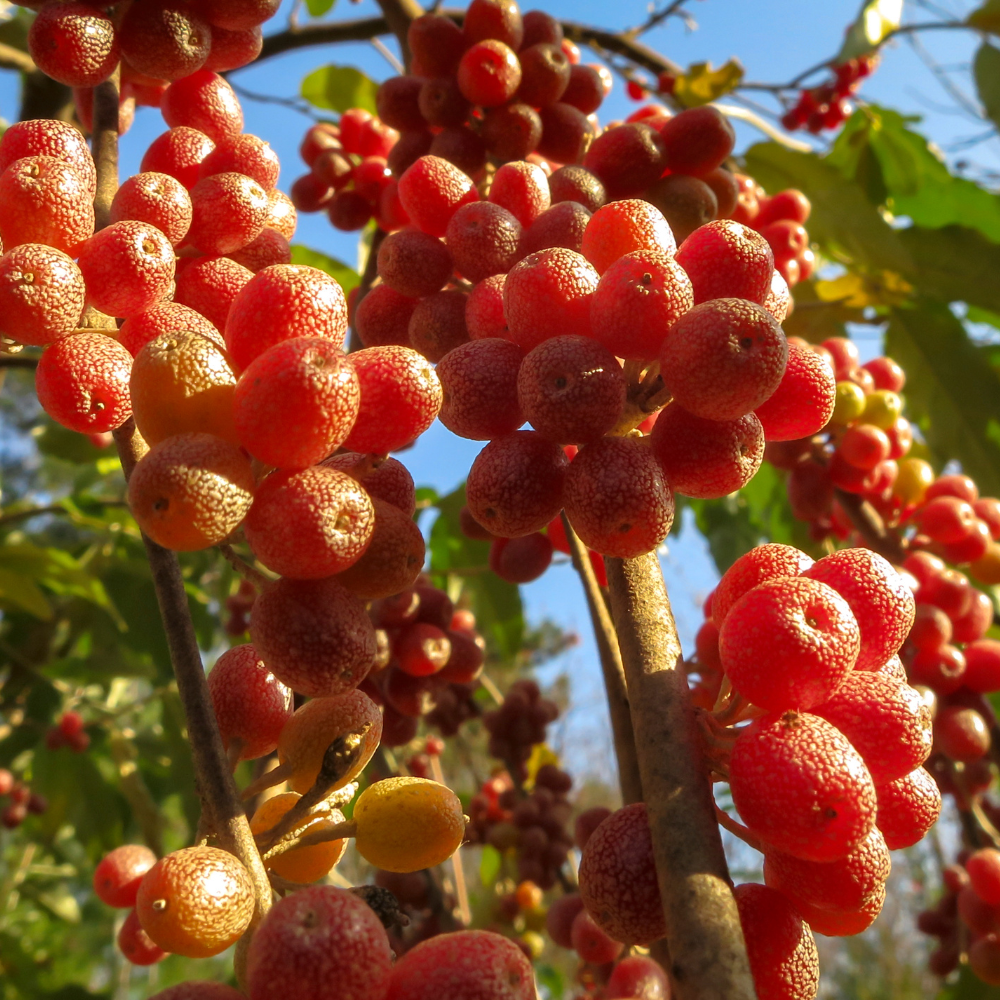 Pawpaw - Bare root – Plukkers.com