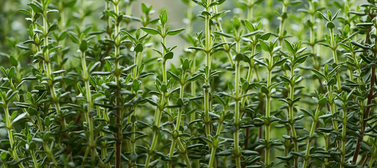 Tijm zaaien info op Moestuinweetjes.com – PLUKKERS