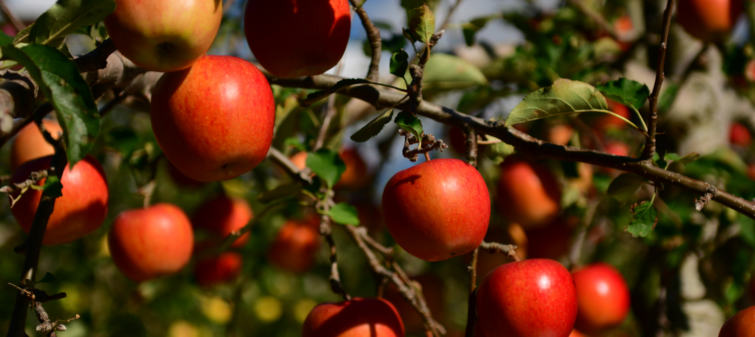 Een fruitboom planten - 10 tips voor jouw tuin of balkon – PLUKKERS