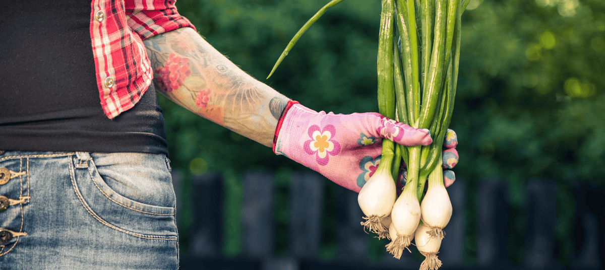 Growing spring onions in 5 easy steps – Tagged "stengelui" – Plukkers.com