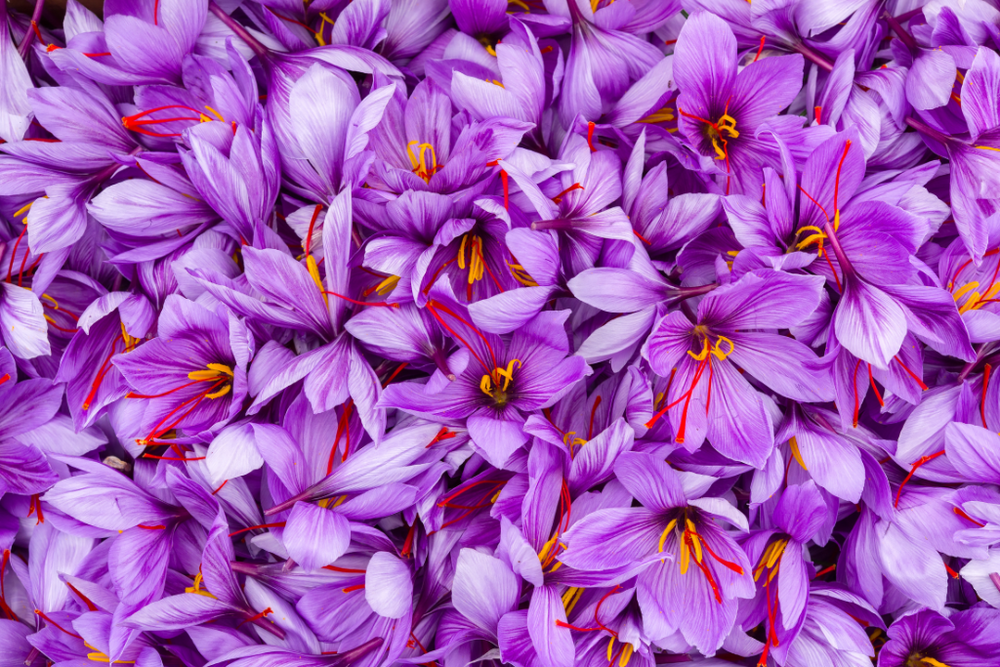 Saffraankrokus (crocus sativus): thuis zelf saffraan kweken – Plukkers.com