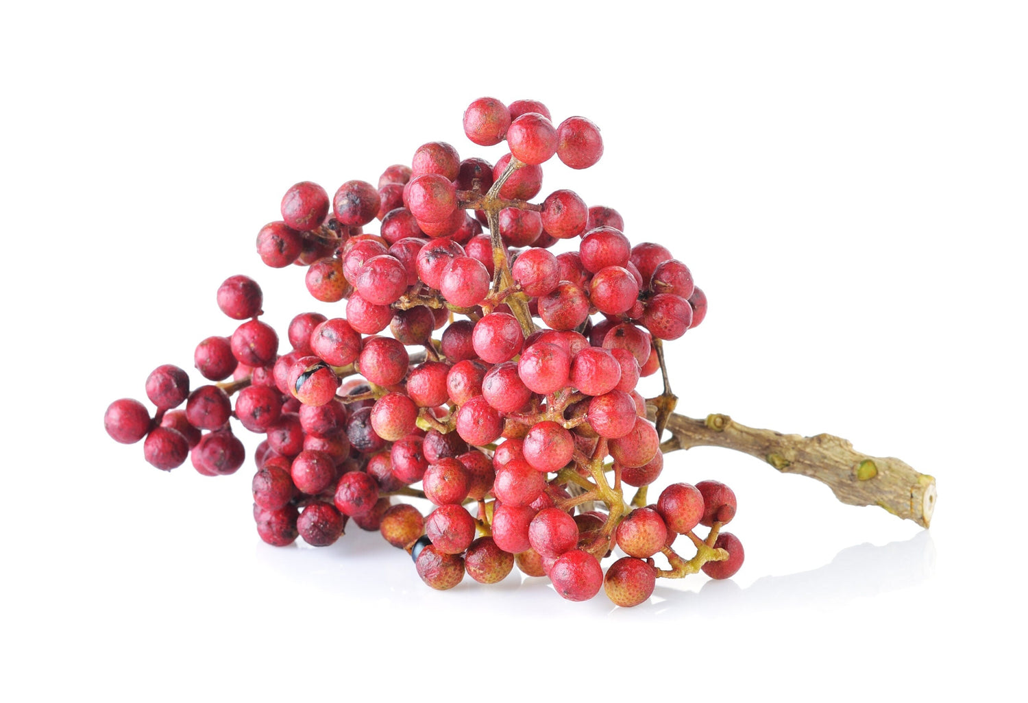 Szechuan peper kweken van je eigen szechuan peper plant – PLUKKERS