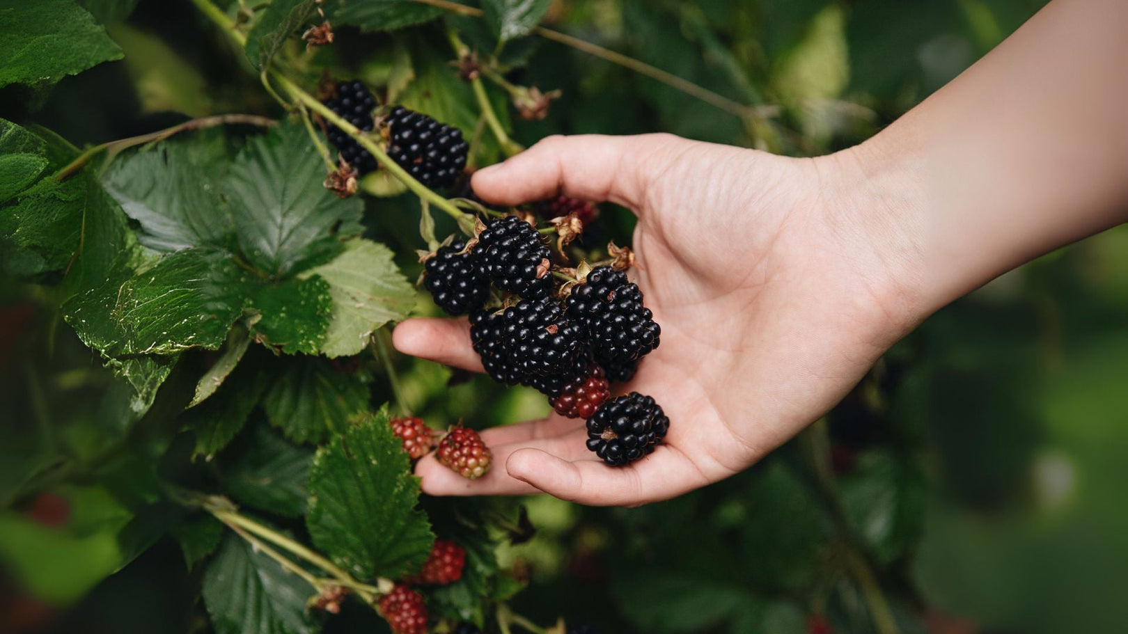 Doornloze bramenstruik kopen? Zoete vruchten uit eigen tuin | Plukkers ...