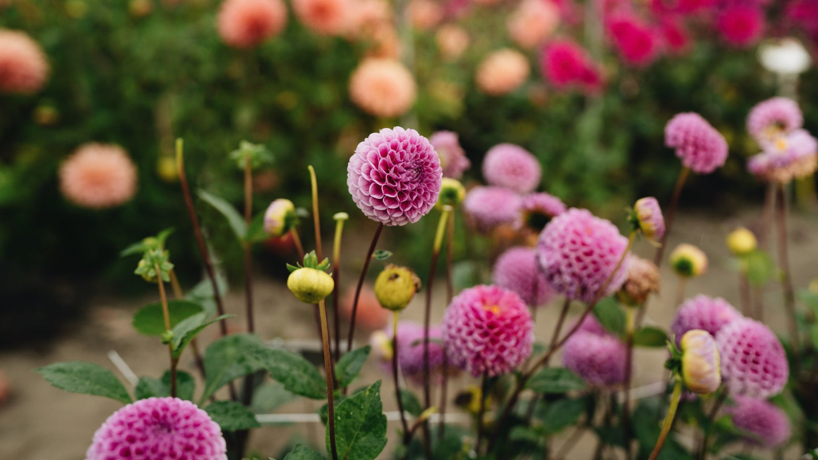 Dahlias – Plukkers.com