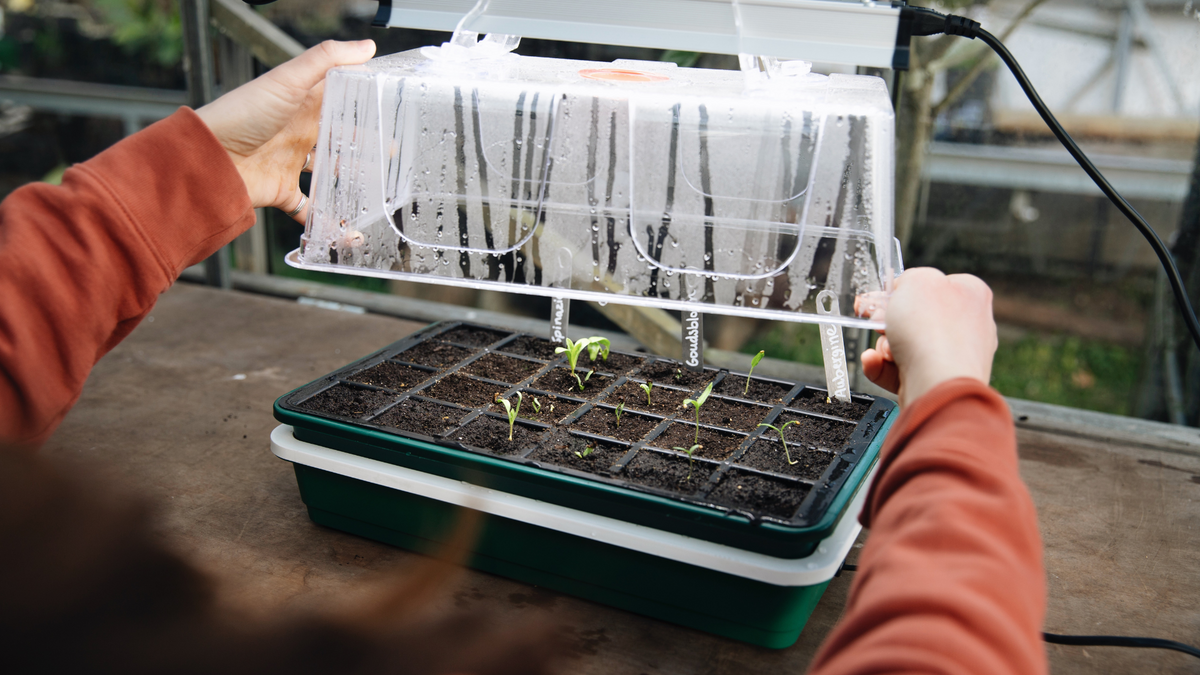 Buy Propagator | Fast germination & healthy cuttings – Plukkers – PLUKKERS