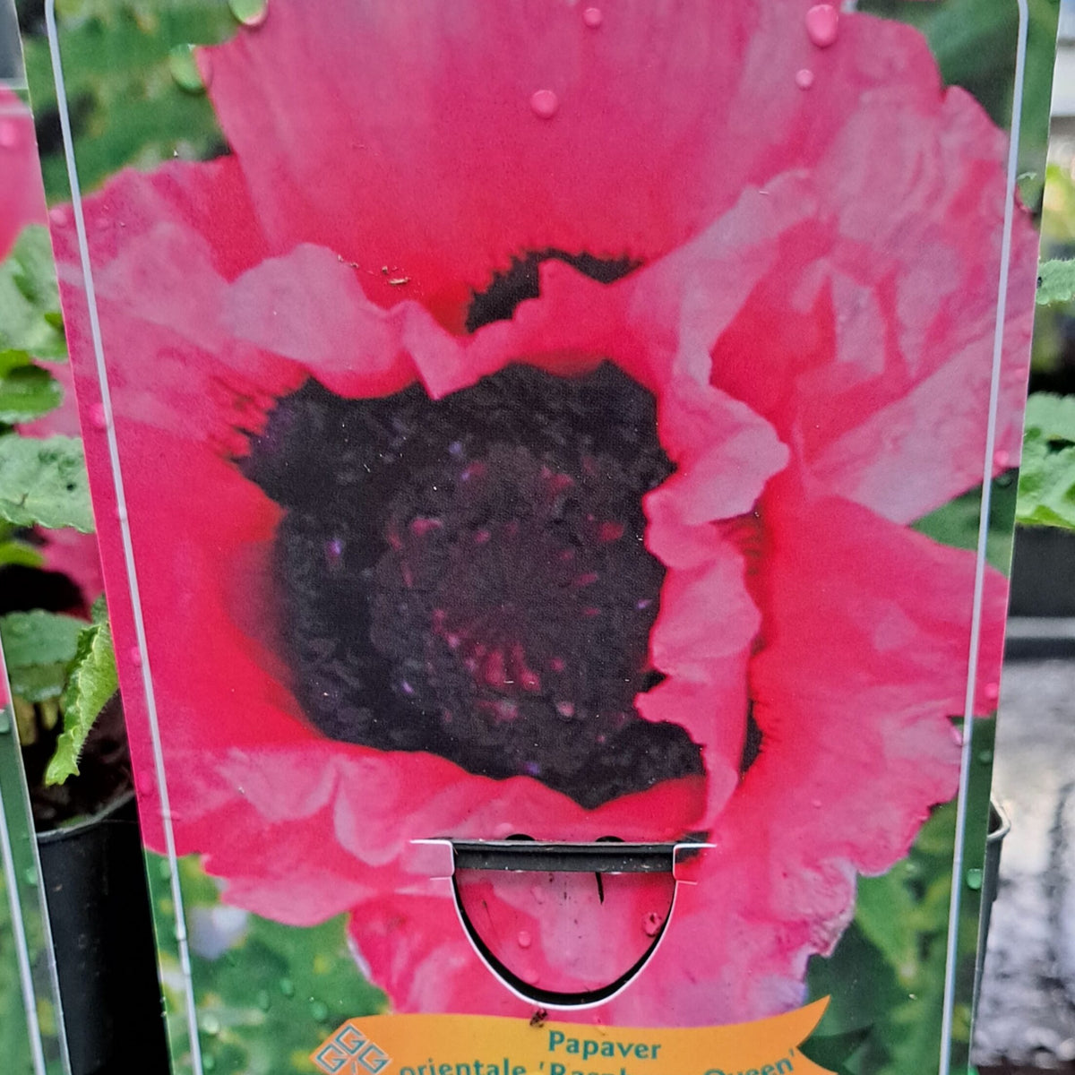Papaver orientale 'Raspberry Queen' in p11 pot - 1 plant – Plukkers.com