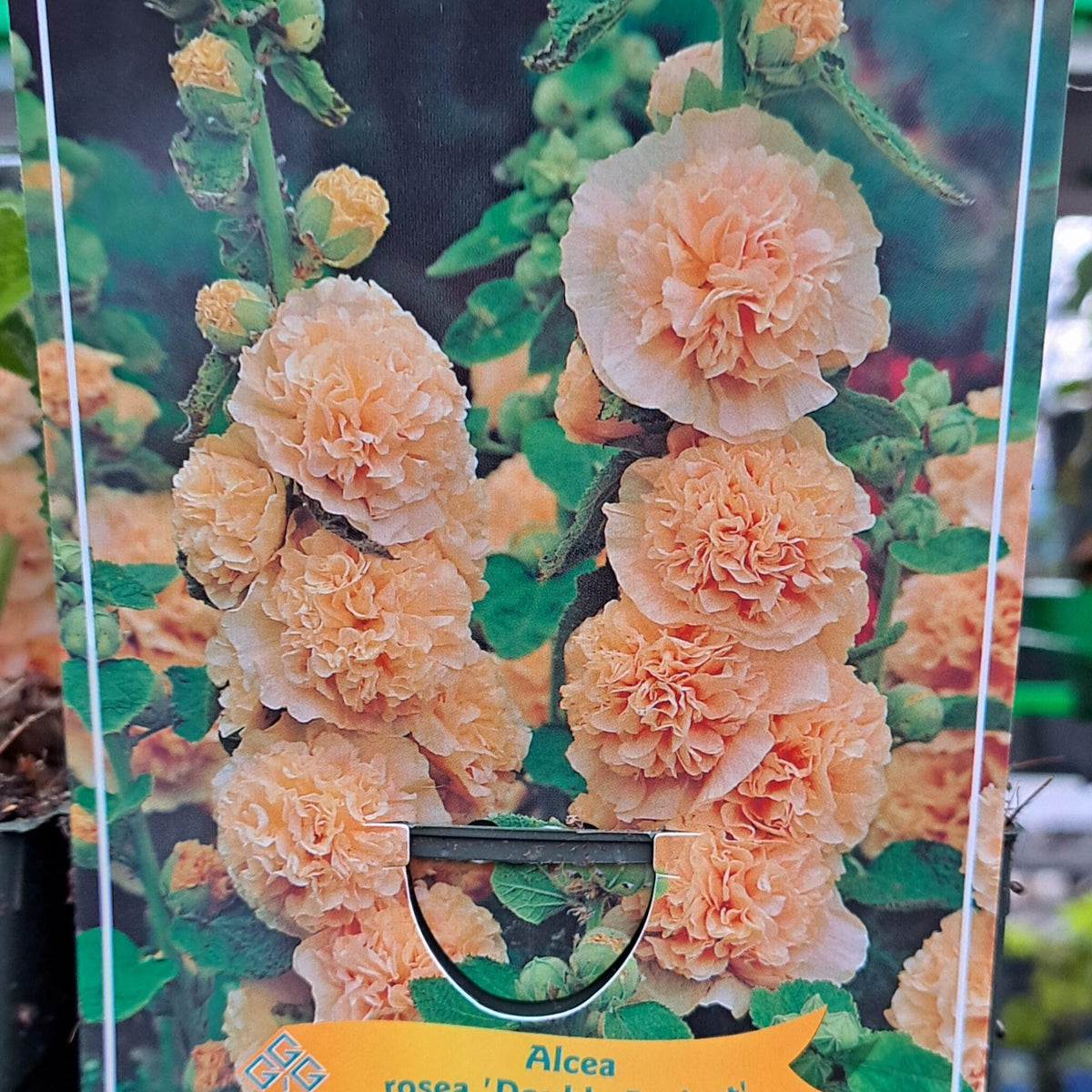 Alcea rosea HOLYHOCK 'Double Apricot' in p11 pot - 1 plant – Plukkers.com