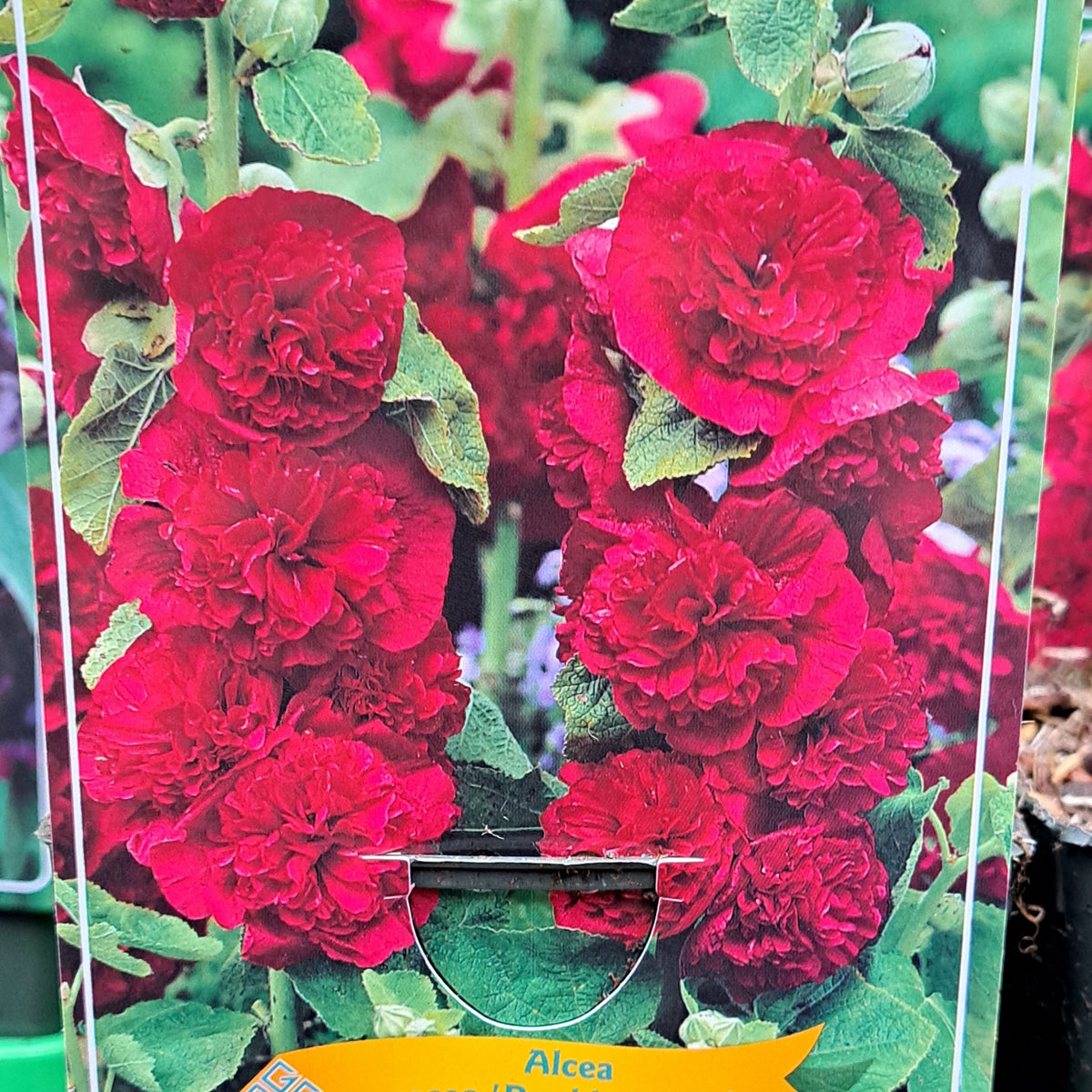 Alcea rosea HOLYHOCK 'Double purple' in p11 pot - 1 plant – Plukkers.com