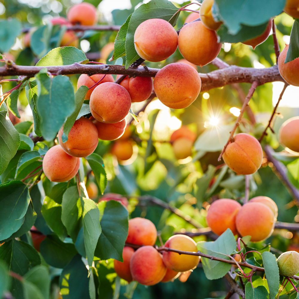 Apricot tree 'Tomcot' - Leaf curl disease resistant - Bare root – PLUKKERS