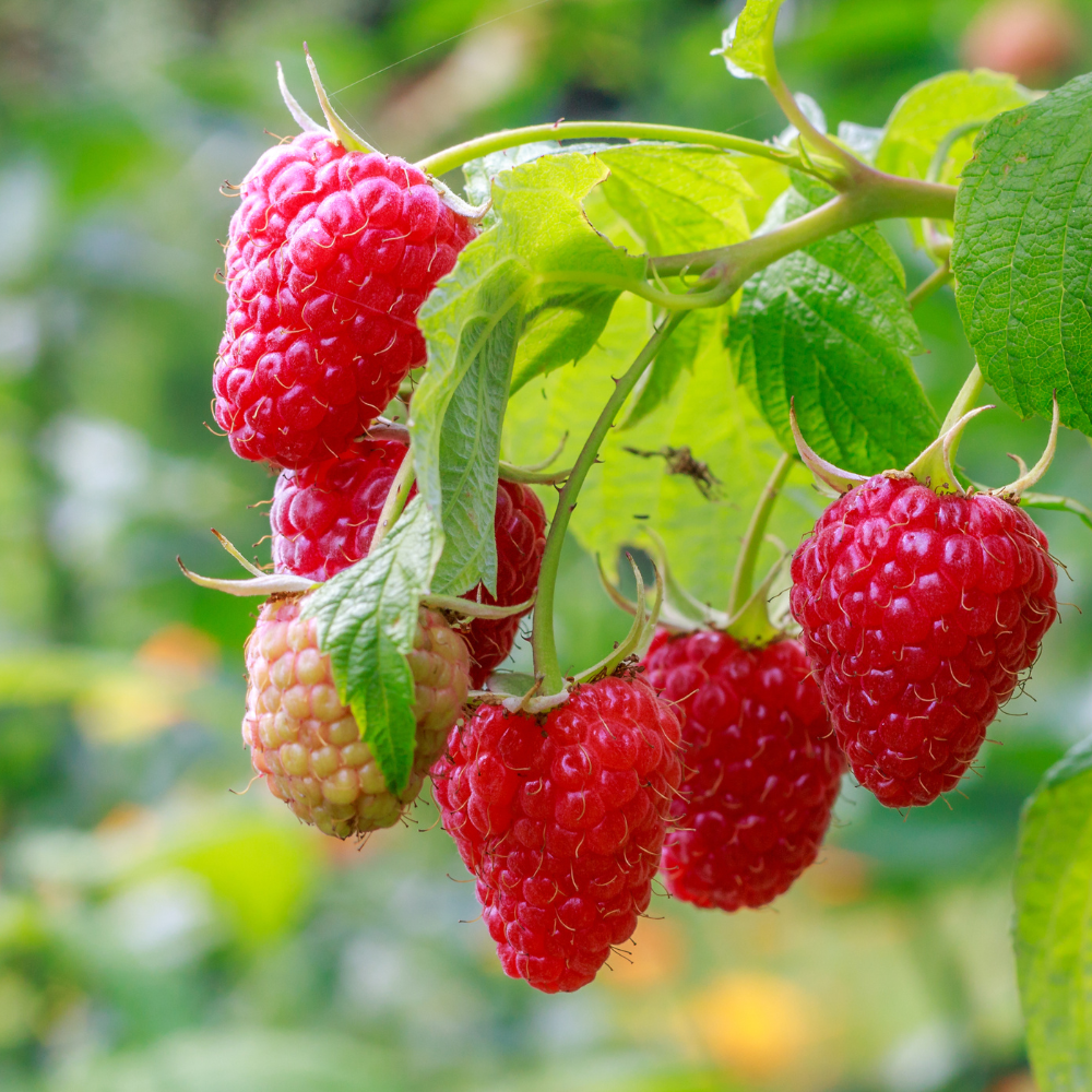 Summer raspberry 'Willamette' BIO – Plukkers.com