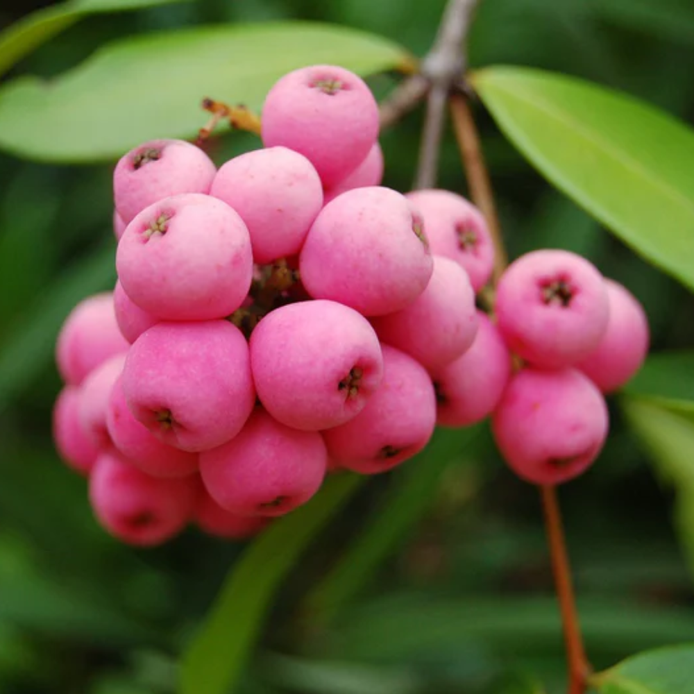 Blauwe bes 'Pink berry' BIO – PLUKKERS
