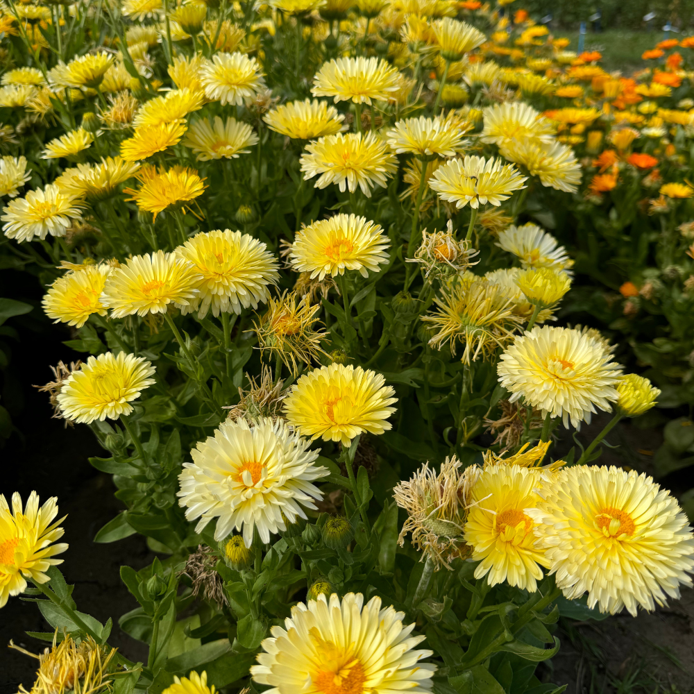 Calendula officinalis (goudsbloem) - Double Lemon – Plukkers.com