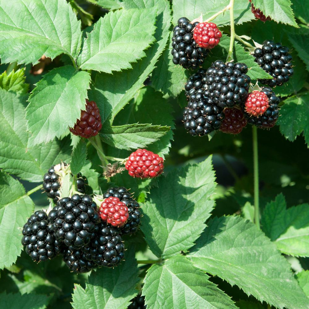 Doornloze bramenstruik 'Chester Thornless' BIO - Laat – PLUKKERS