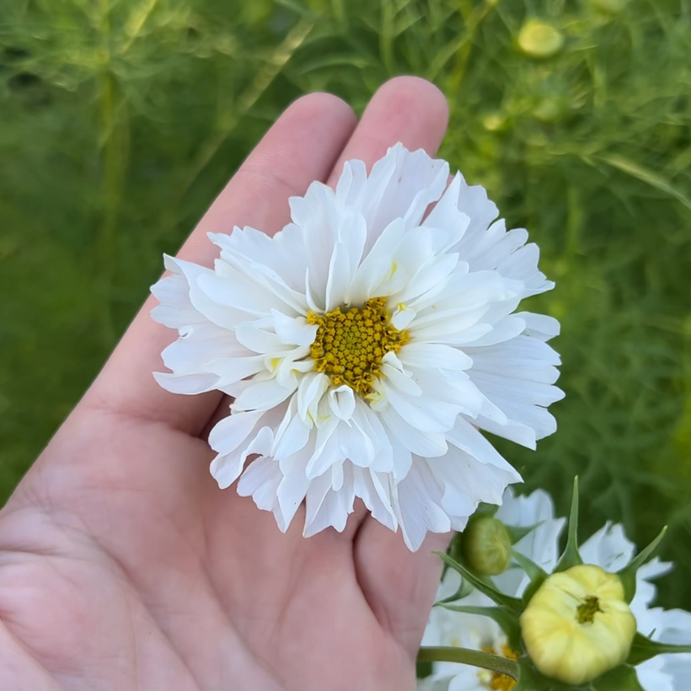 Cosmos bipinnatus (cosmea) - Double Click Snowpuff – PLUKKERS