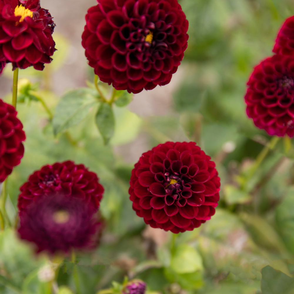 Dahlia 'Natal' – Plukkers.com