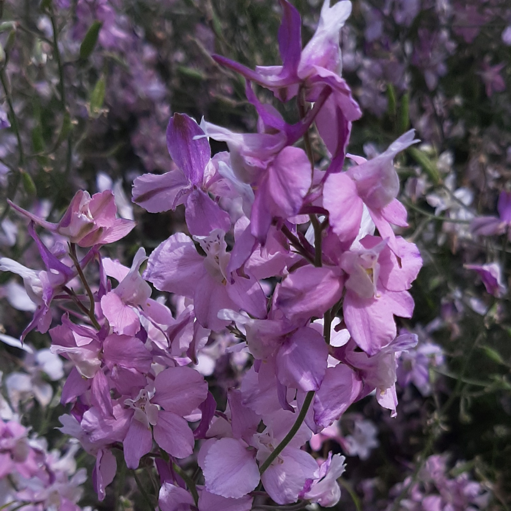 Delphinium consolida (larkspur) - 'Fancy Belladonna' – PLUKKERS