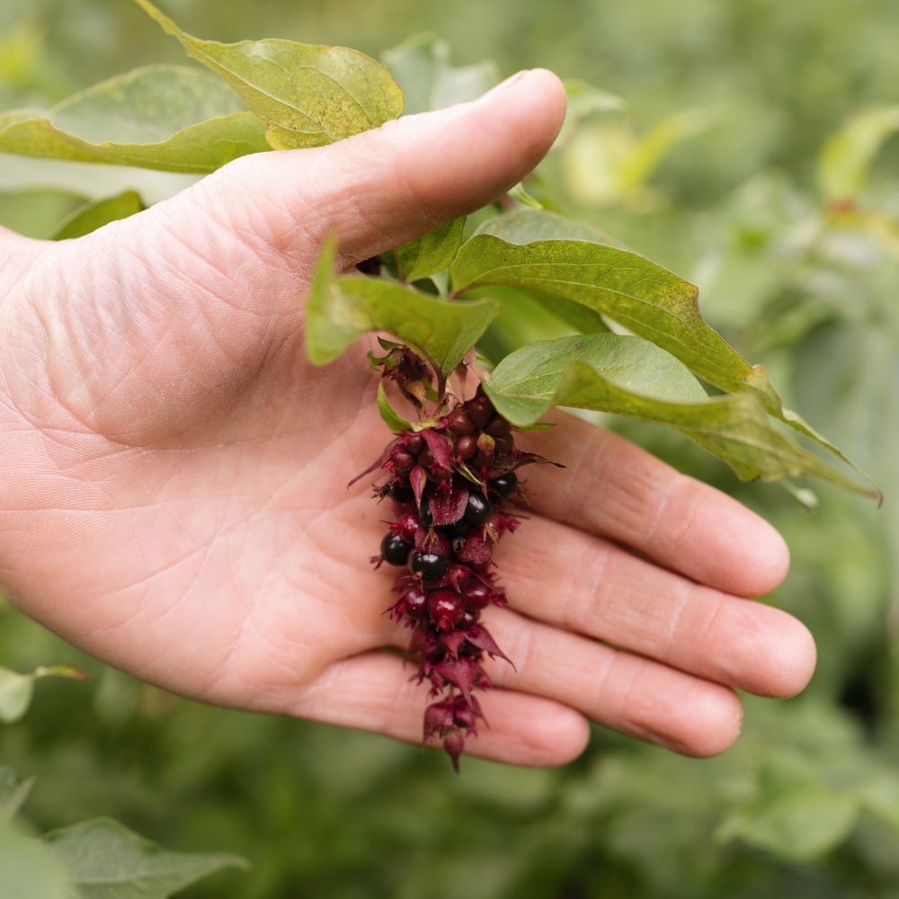 Pheasant berry or Himalayan honeysuckle – PLUKKERS