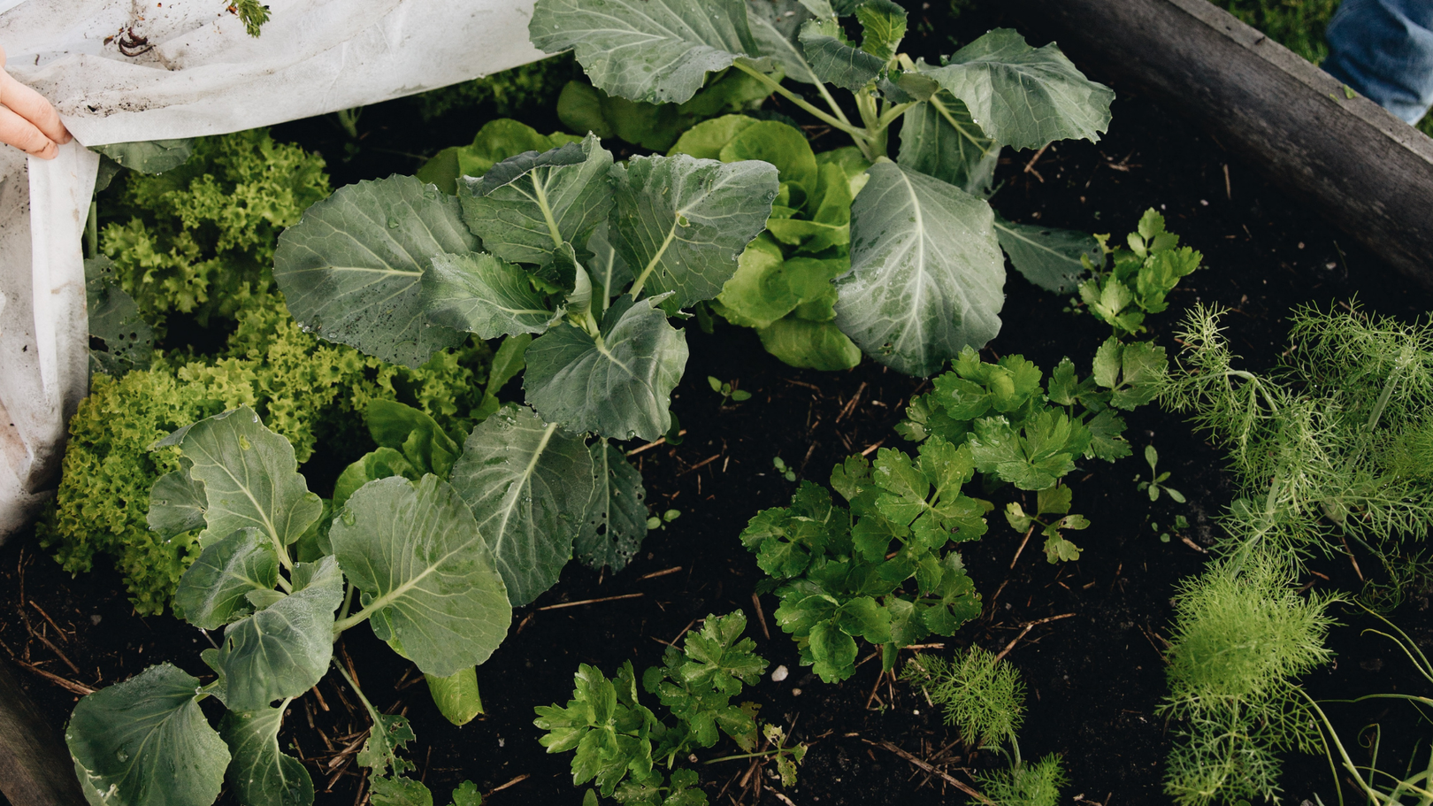 Moestuin – Plukkers.com