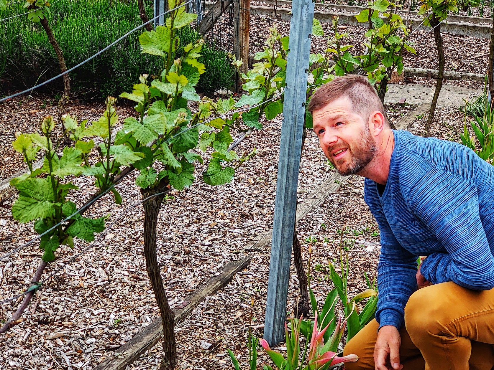 Wijn maken – Plukkers.com