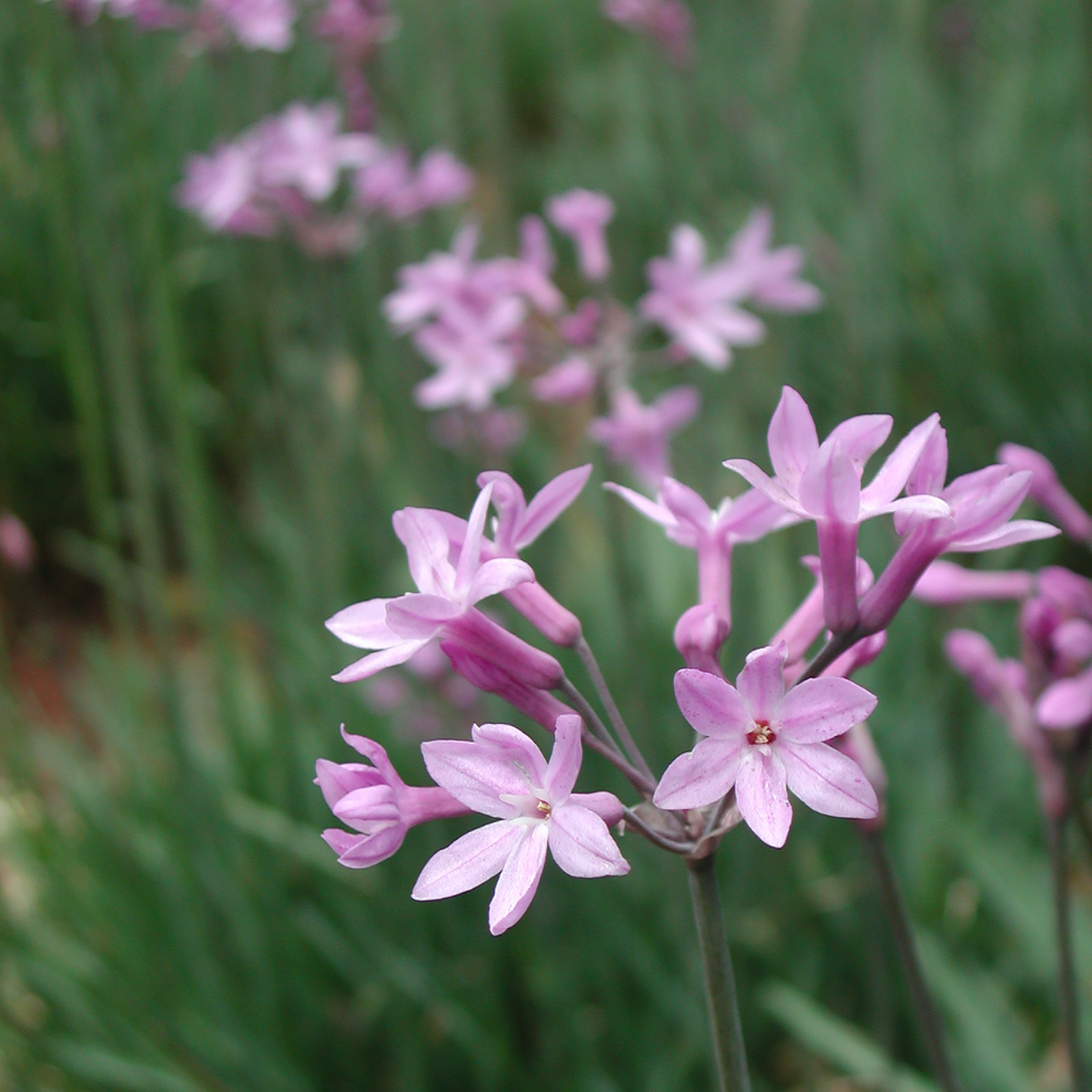 Cape garlic - P9 pot – PLUKKERS
