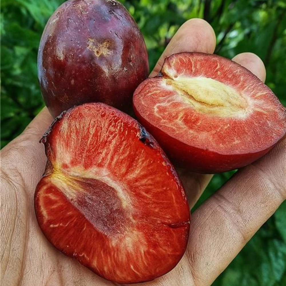 Kerspruimenboom 'Ruby' – Plukkers.com