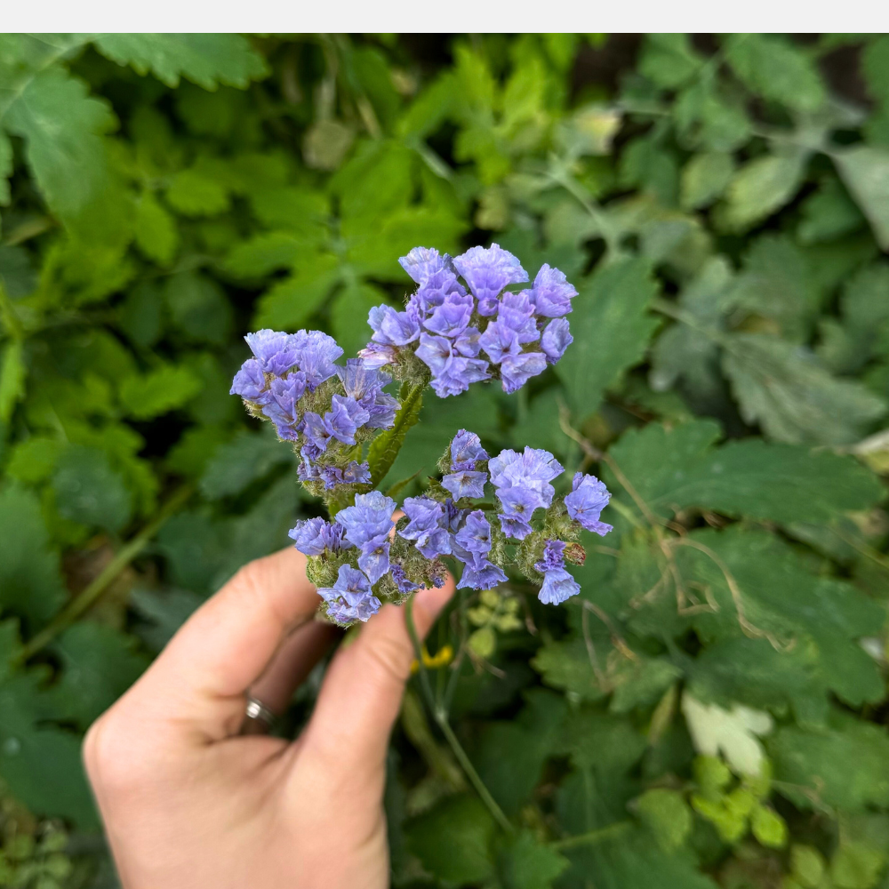 Limonium sinuatum (Lavender's Ear) - QIS Pale Blue – PLUKKERS