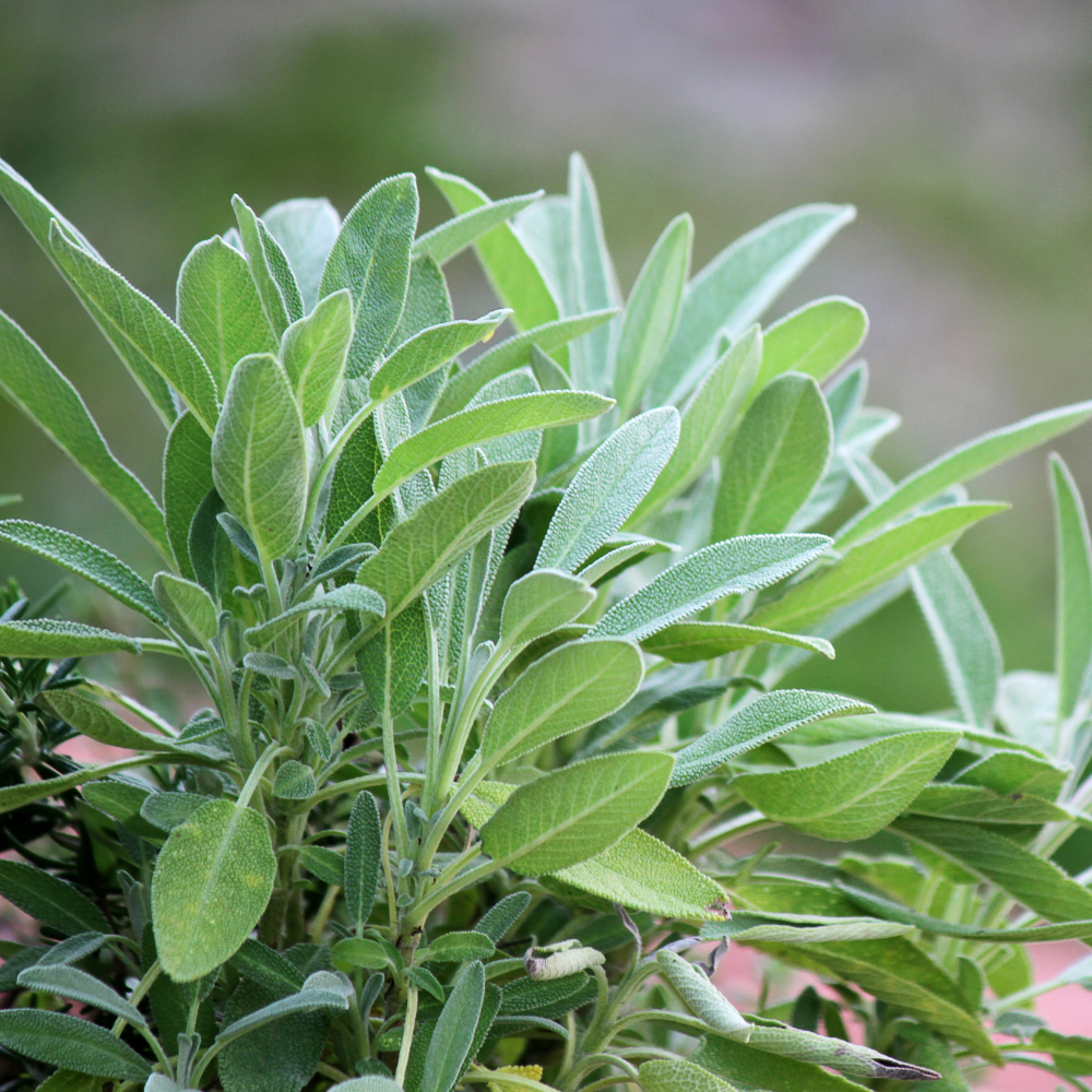 Sage - P9 pot – PLUKKERS