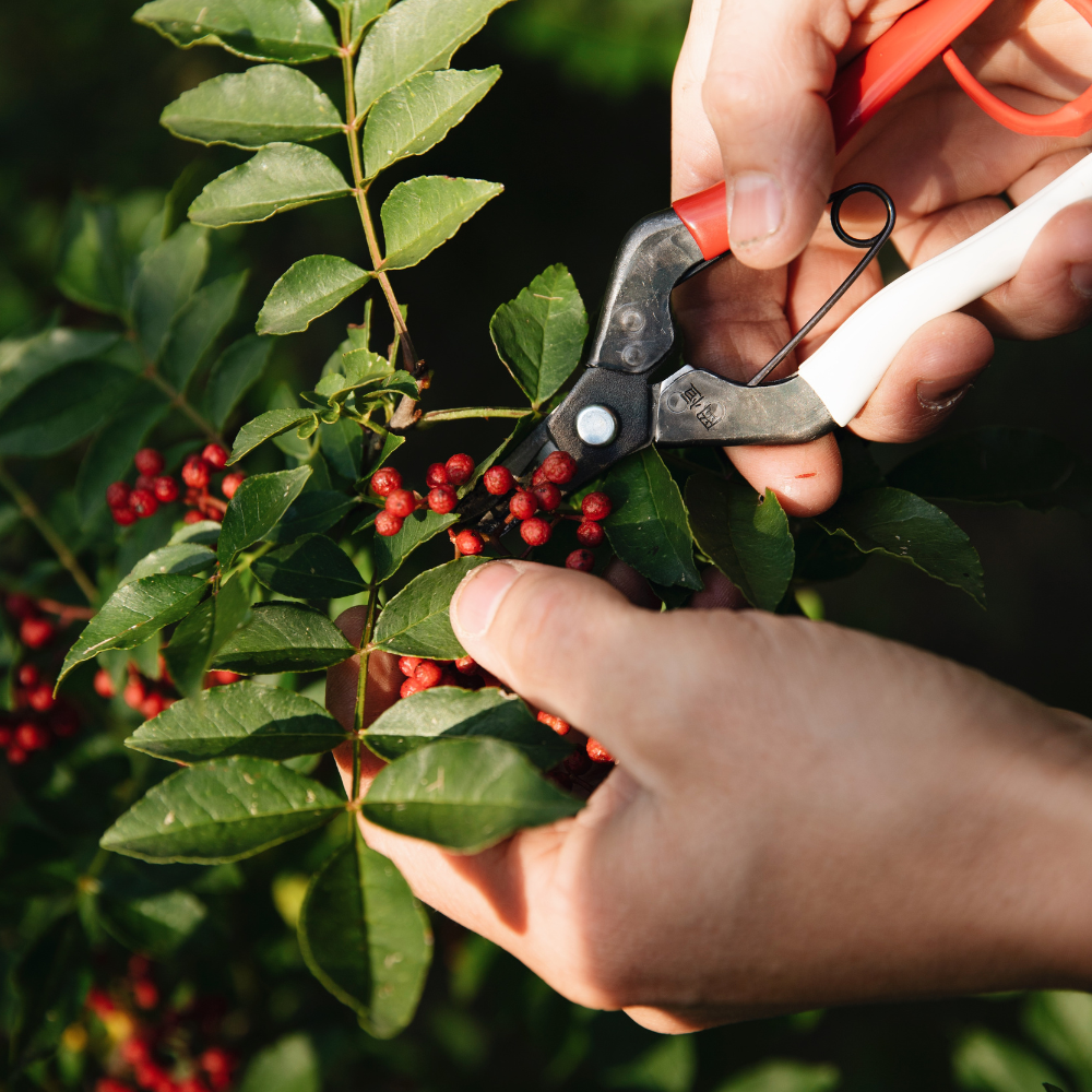Szechuan pepper BIO – PLUKKERS
