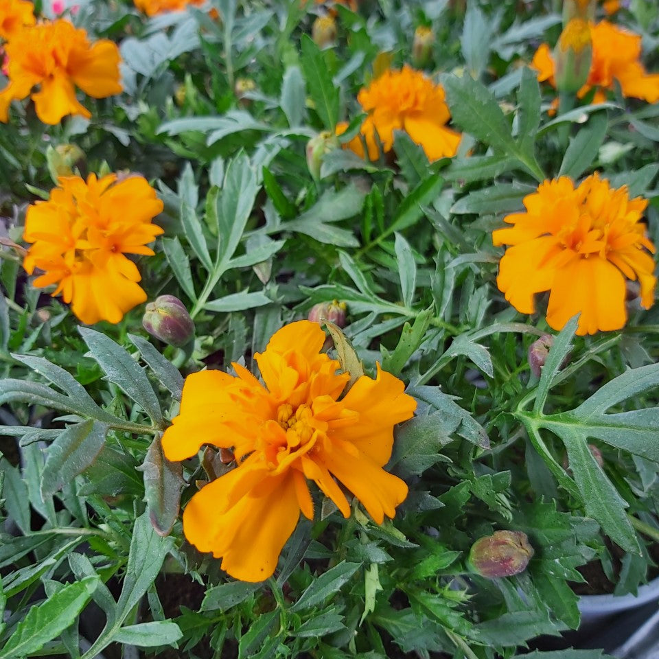 Tagetes African marigolds Orange in pot 7 cm 1 plant – Plukkers.com