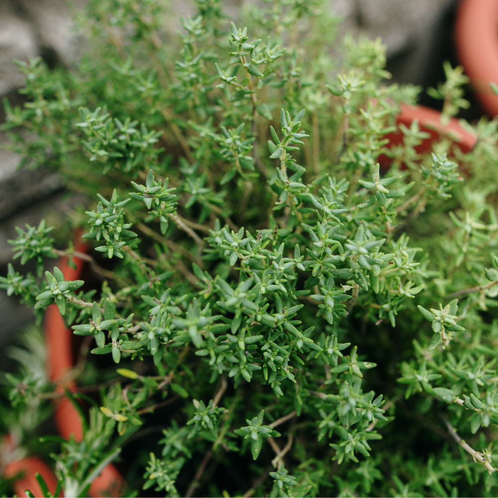 Keukentijm (thymus vulgaris) - 'Compactus' BIO – Plukkers.com