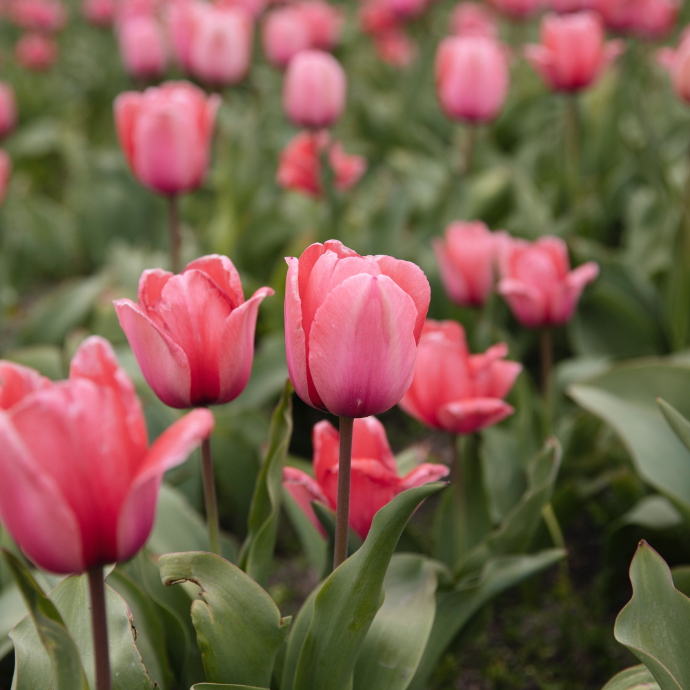 Tulip 'Design Impression' BIO – Plukkers.com