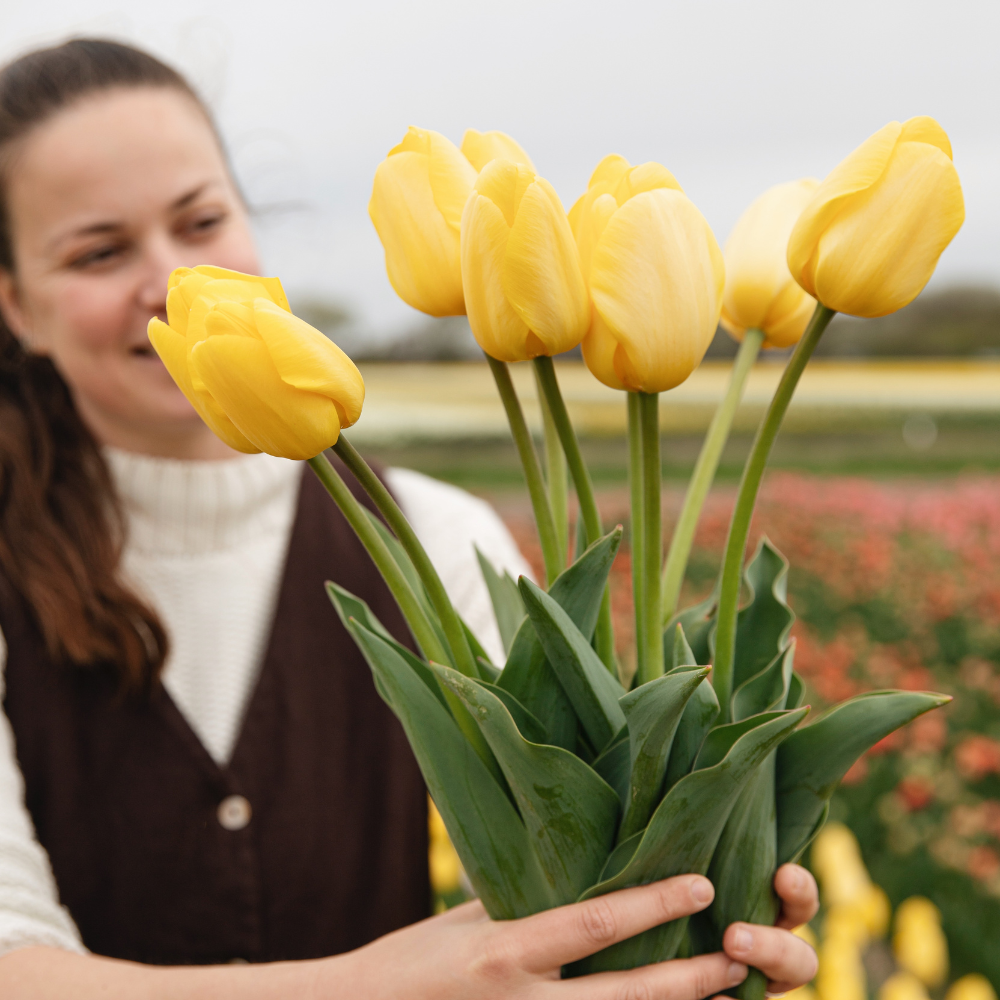 Tulp 'Novi Sun' BIO – PLUKKERS