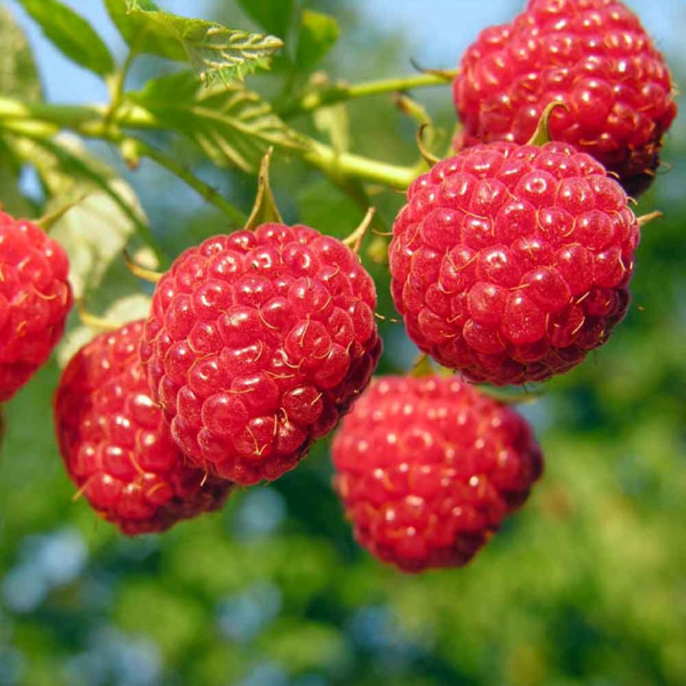 Summer raspberry 'Willamette' BIO – Plukkers.com