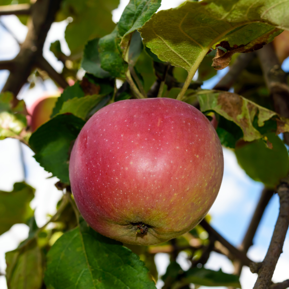 Low-stem apple tree 'Elstar' BIO – PLUKKERS