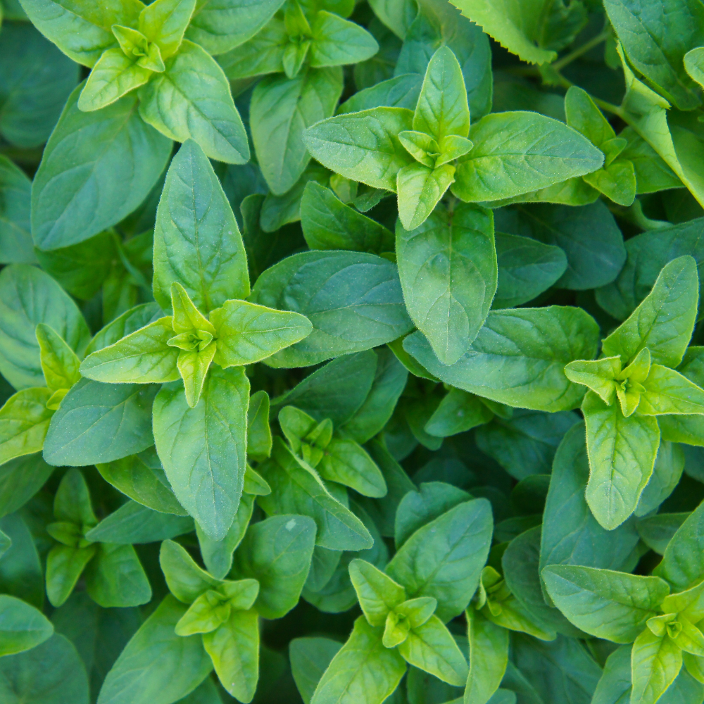 Compact oregano (origanum vulgare) - 'Compactum' BIO – PLUKKERS
