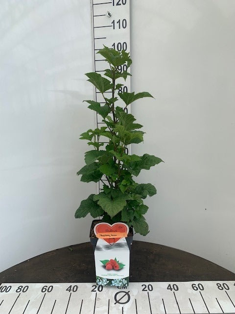 Raspberry tree Rubus i. 'Raspberry Tower in 5L pot – PLUKKERS
