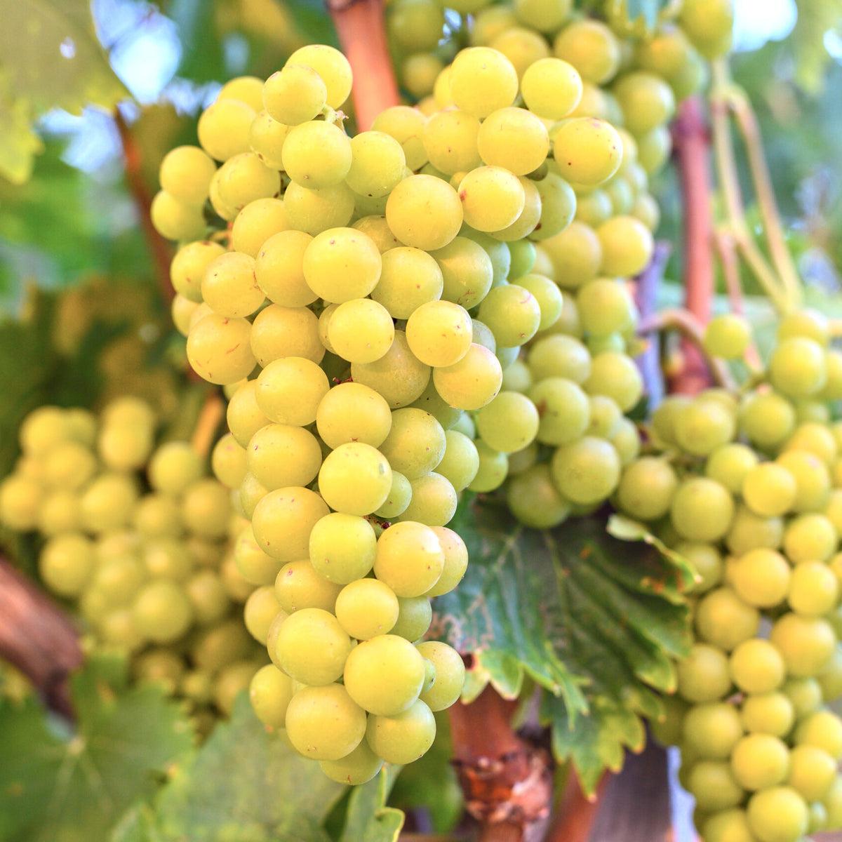 Seedless Yellow edible grape 'Lakemont' (in 4 liter pot) - 80 cm high ...