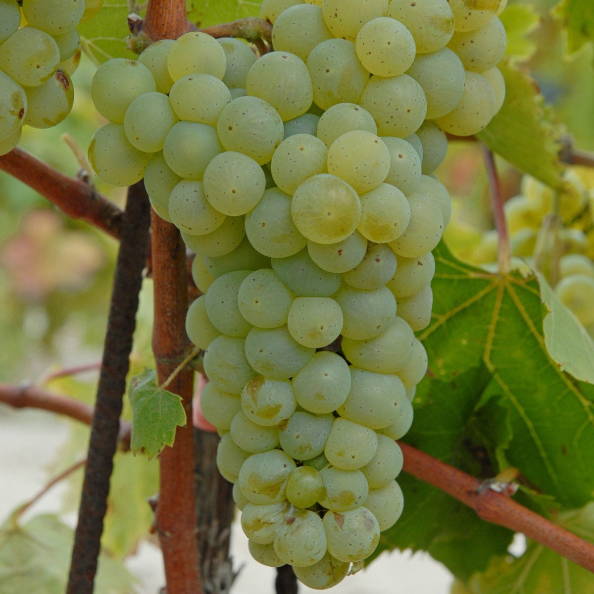 Phoenix vine on SO4 rootstock (Piwi - resistant) - also edible grape ...