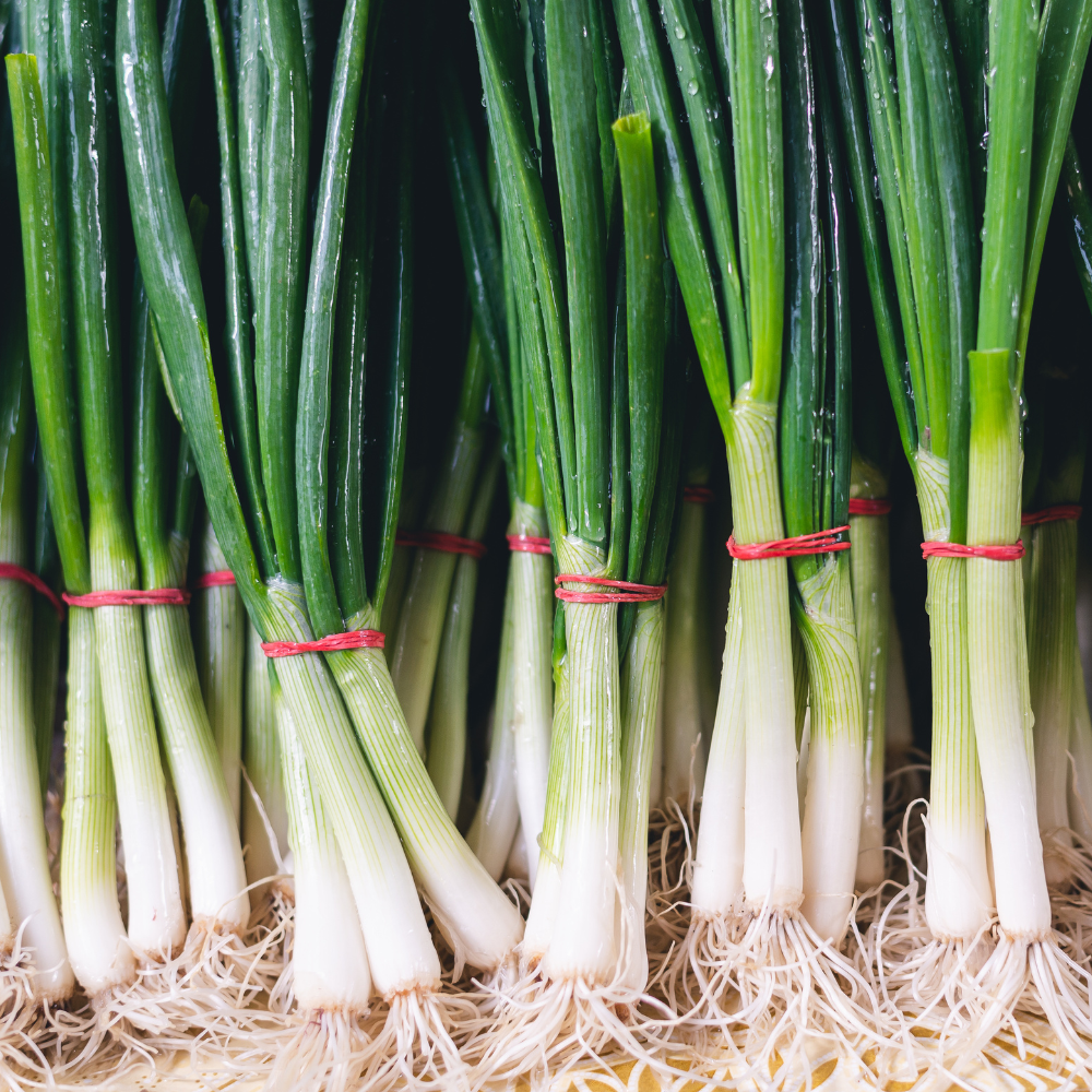 Spring onion or spring onion plants 5 pieces BIO – Plukkers.com